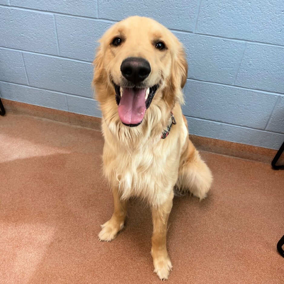 Pet of the Week: Cosmo | News, Sports, Jobs - Daily Herald